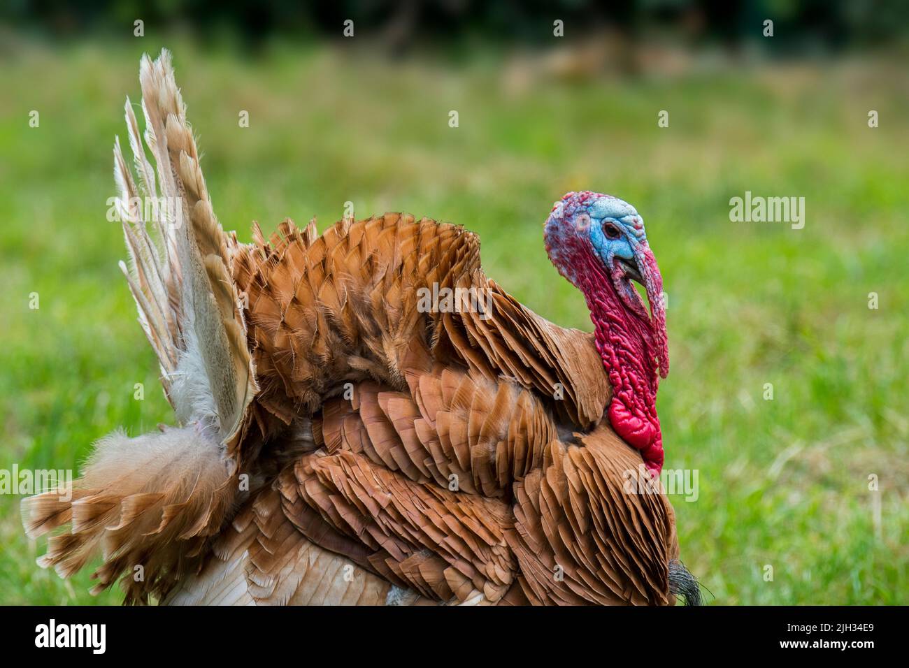 Rouge des Ardennes / Ardennes Red Turkey / Red Ardennes turkey male ...