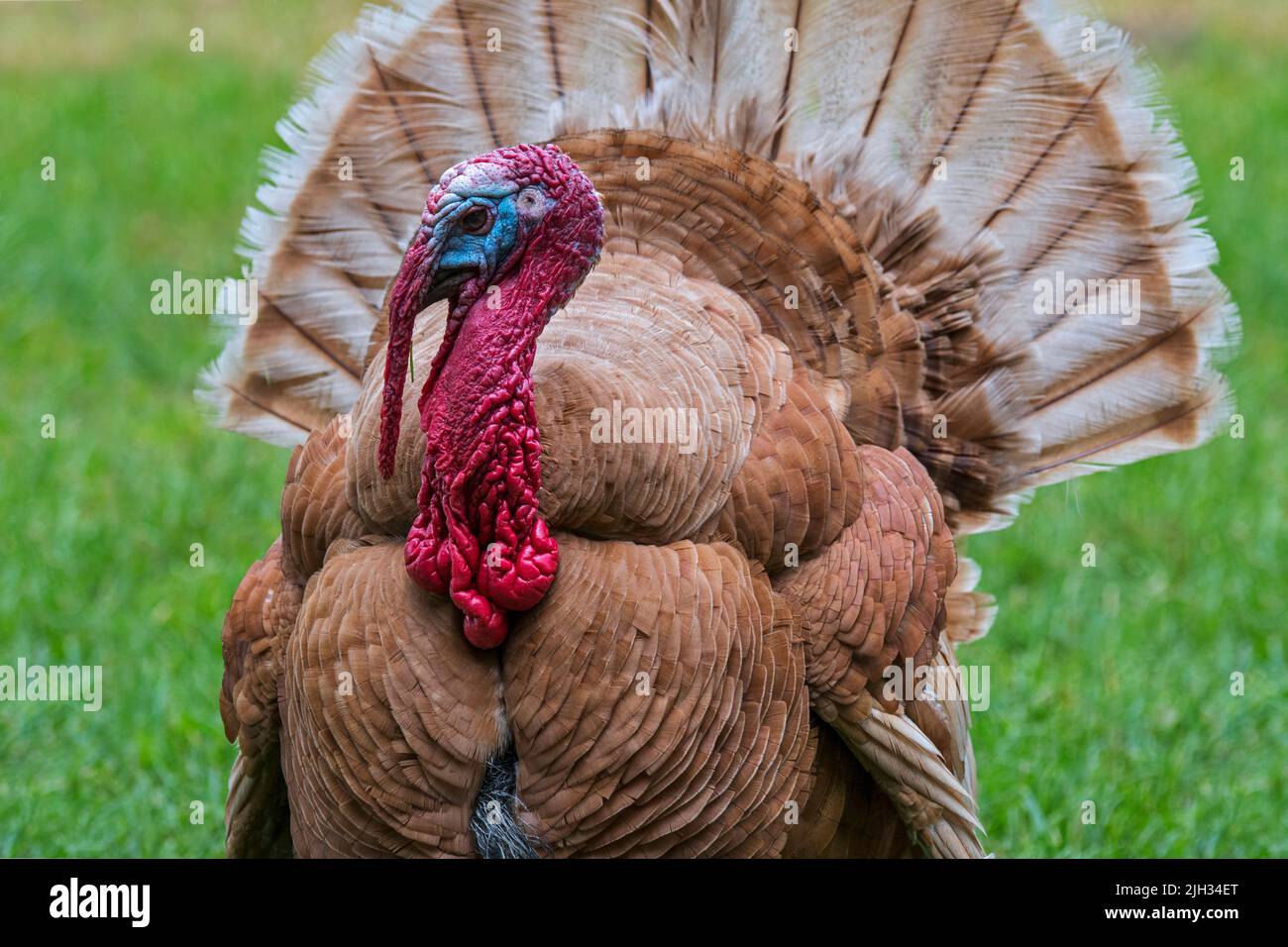 Rouge des Ardennes / Ardennes Red Turkey / Red Ardennes turkey male ...