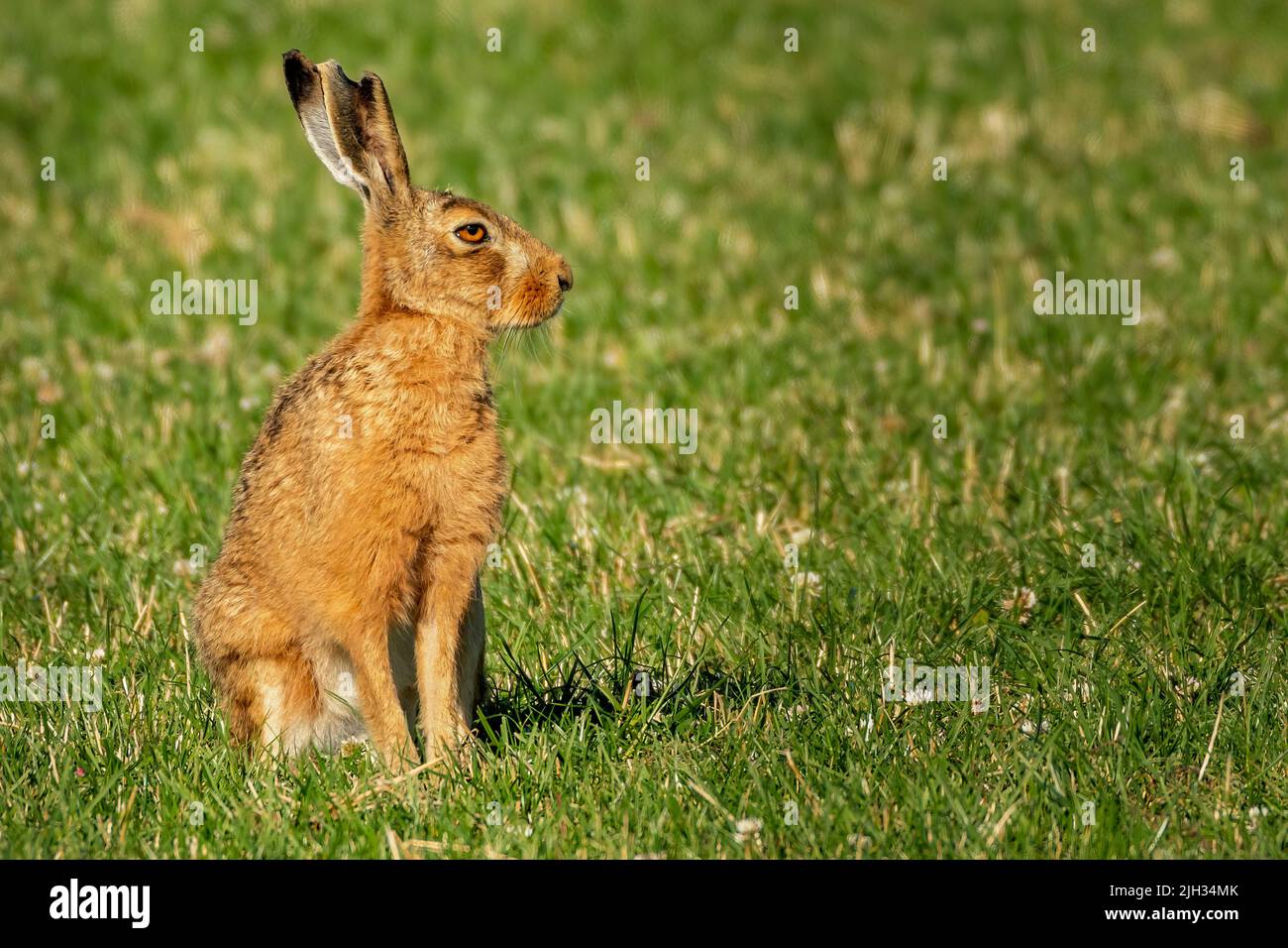 Brown hares lepus europaeus adult hi-res stock photography and images ...