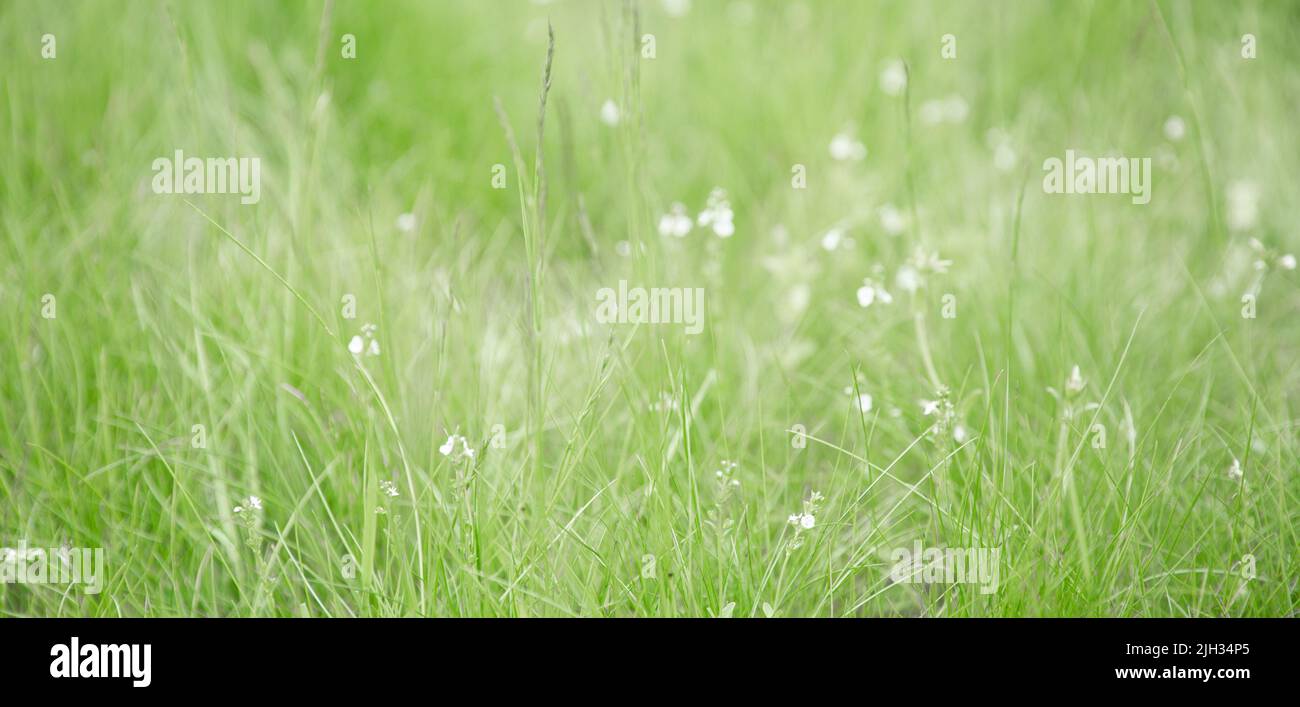 Green grass texture as background. Perspective view and selective focus ...