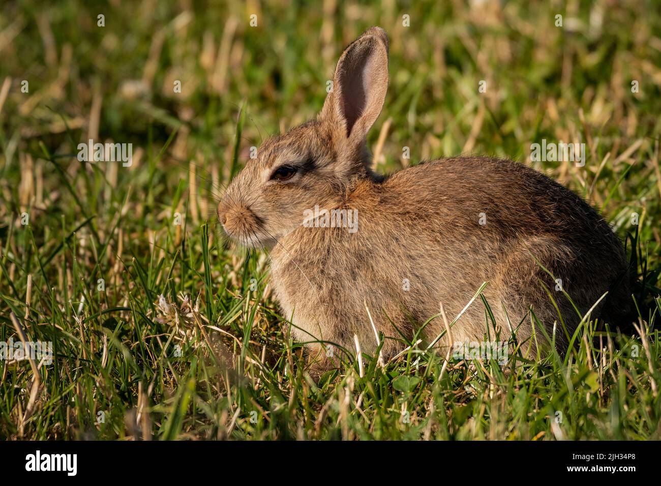 Baby hare hi-res stock photography and images - Alamy
