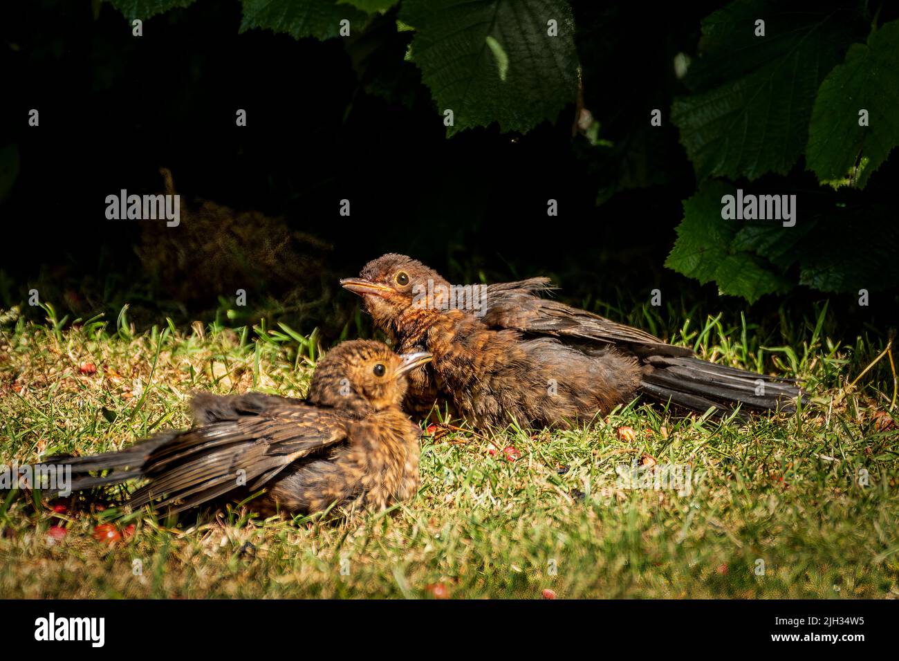 Nibbling birds hi-res stock photography and images - Alamy