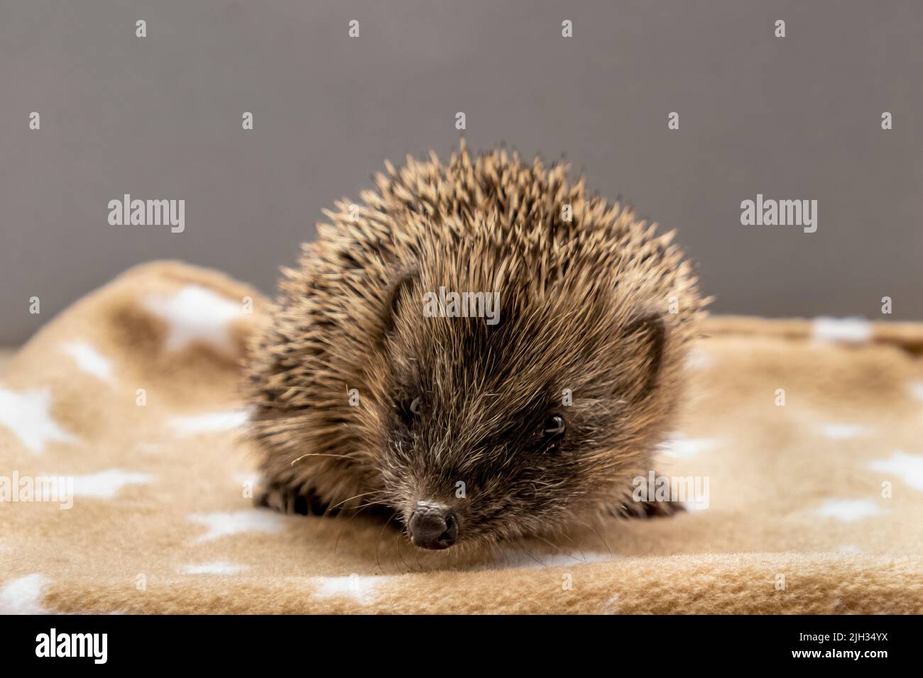 Hedgehog rescue centre hi-res stock photography and images - Alamy