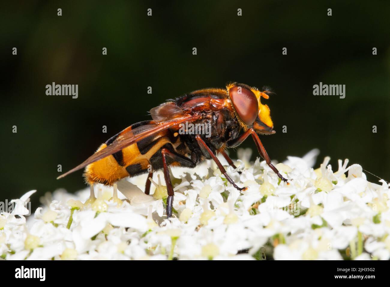 Volucella zonaria, the hornet mimic hoverfly, feeding on nectar from a white flower Stock Photo ...