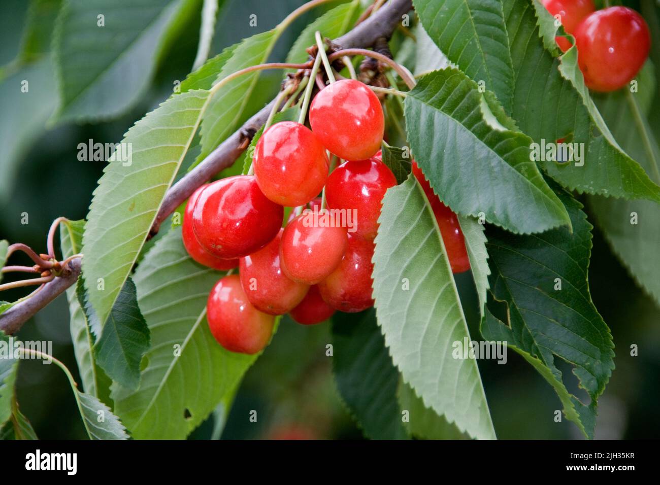 Red cherry on tree in orchard Stock Photo - Alamy