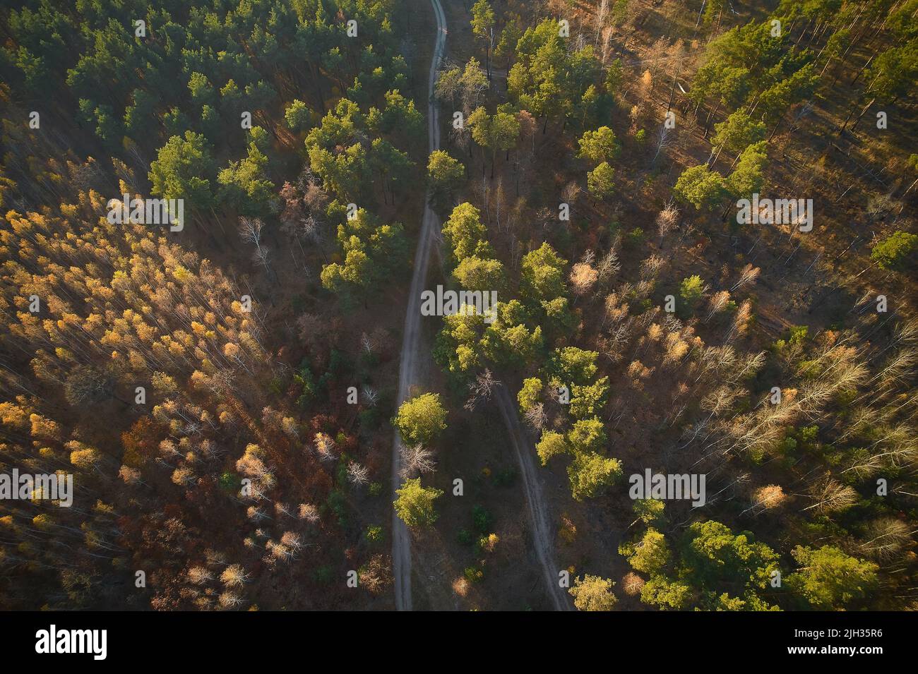 Colourful autumn colours in forest form above, captured with a drone ...