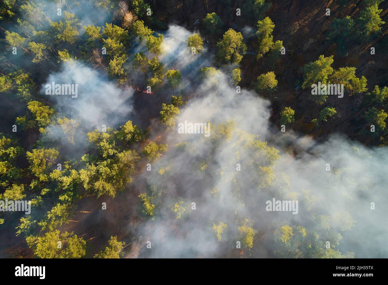 Strong fire in an empty forest. Fire spreads in a united front, strong ...