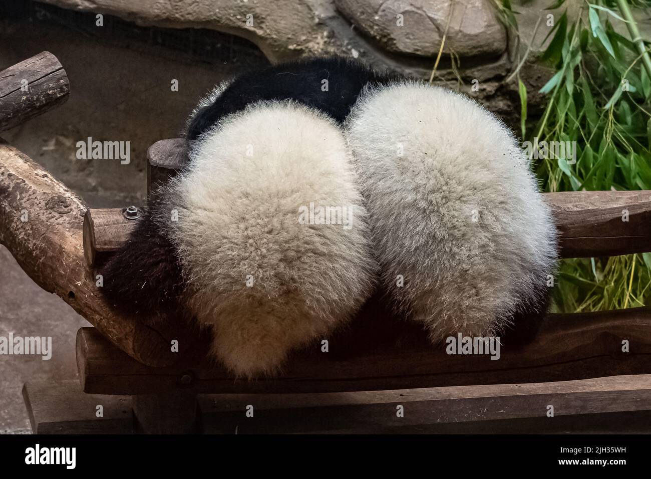 Baby pandas playing hi-res stock photography and images - Alamy