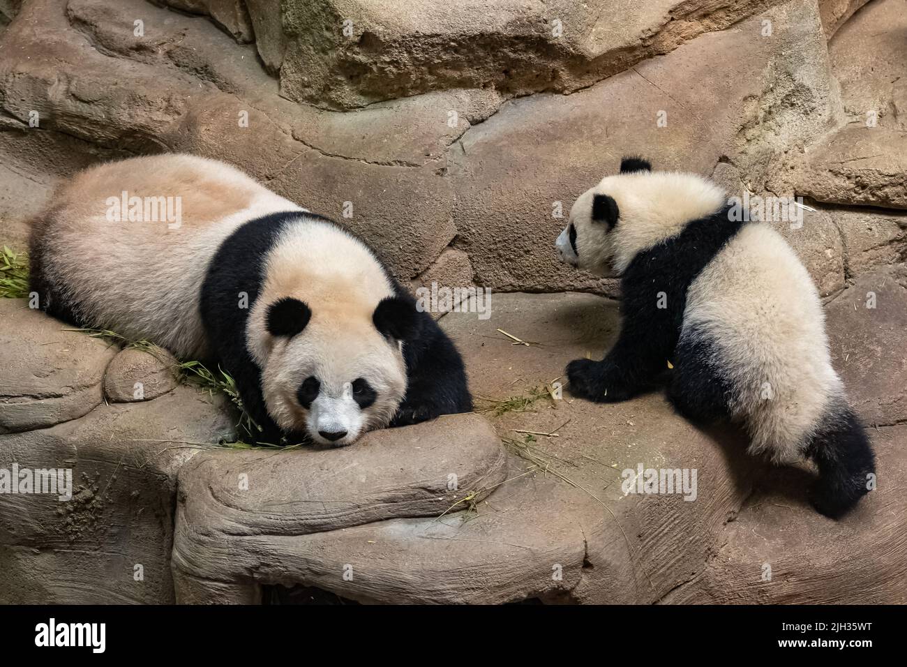 Giant pandas, baby panda and her mom together Stock Photo - Alamy