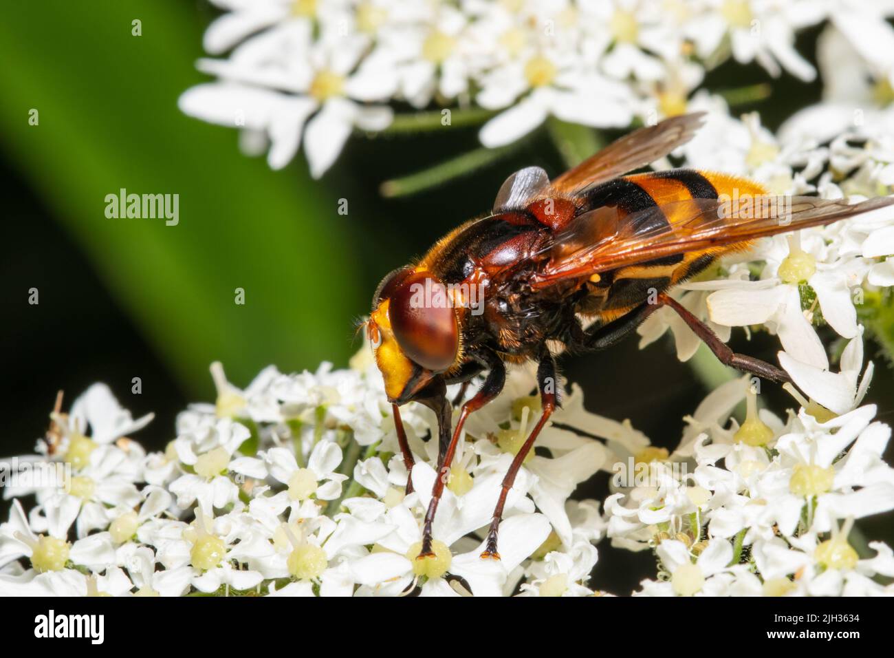 Volucella zonaria, the hornet mimic hoverfly, feeding on nectar from a ...