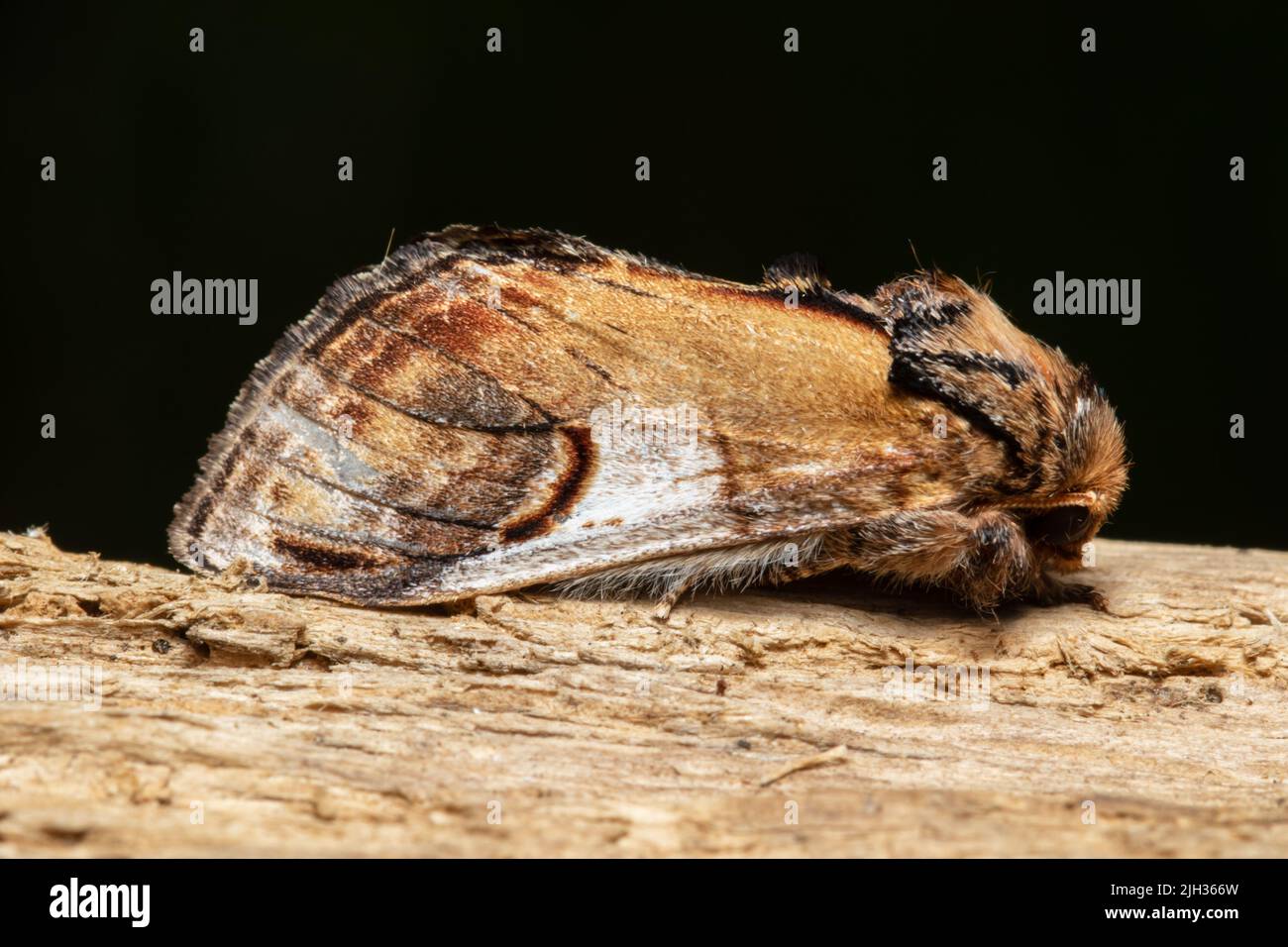 Pebble prominent moth hi-res stock photography and images - Alamy