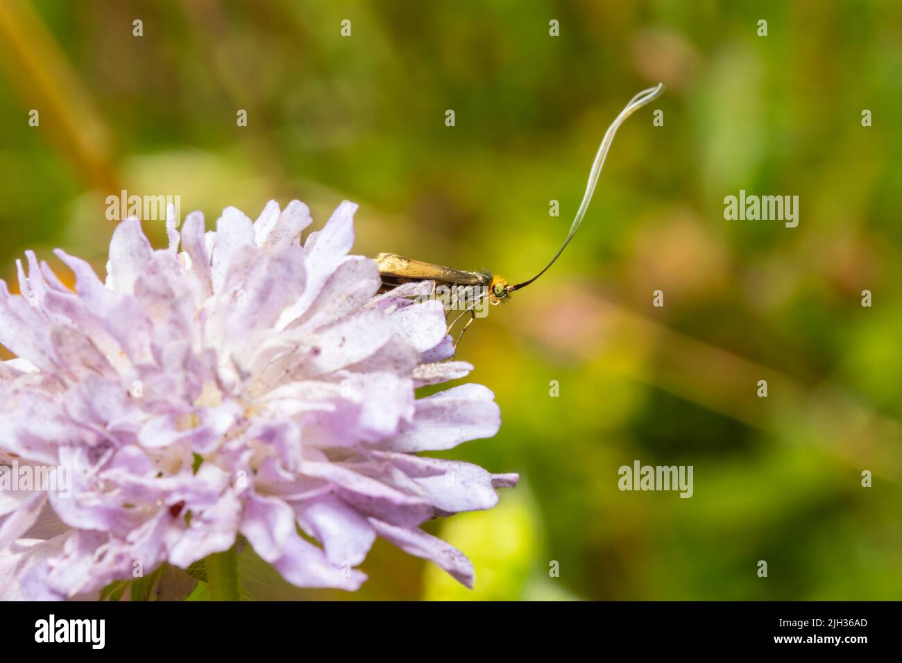 Nemophora metallica, a Brassy Long-horn moth, resting on a filed ...