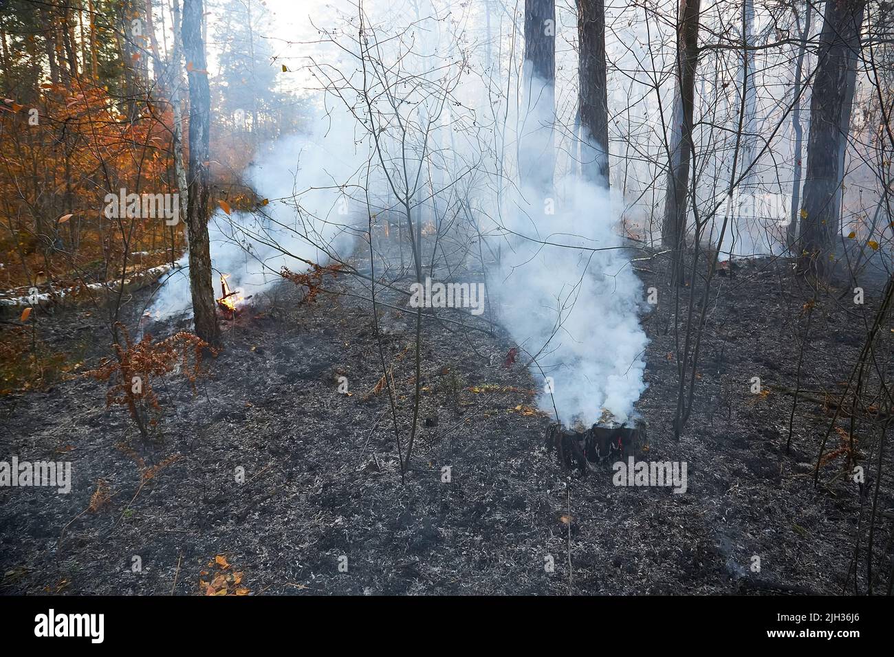Forest fire. fallen tree is burned to the ground a lot of smoke when ...