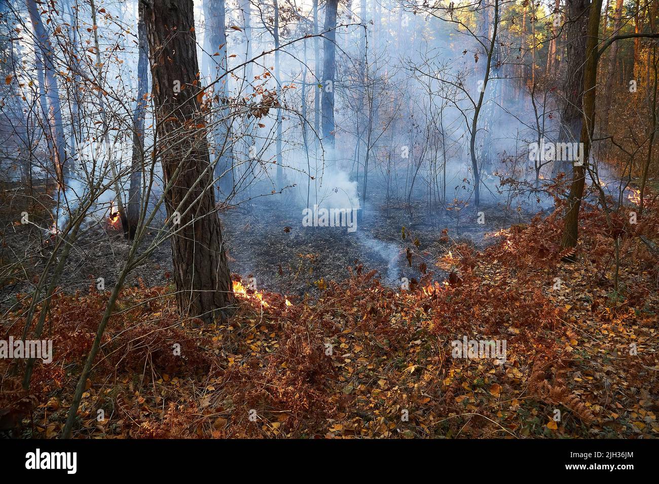 Forest fire. fallen tree is burned to the ground a lot of smoke when ...