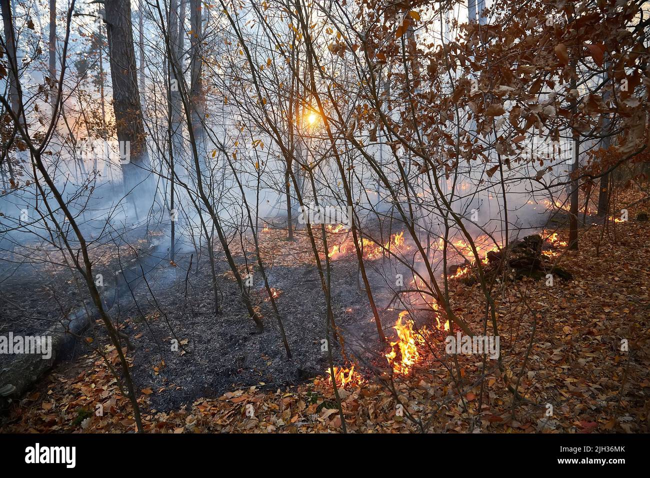Forest fire. fallen tree is burned to the ground a lot of smoke when ...