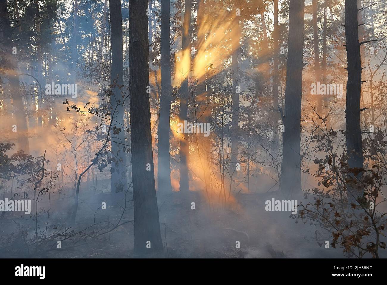 Forest fire. fallen tree is burned to the ground a lot of smoke when ...