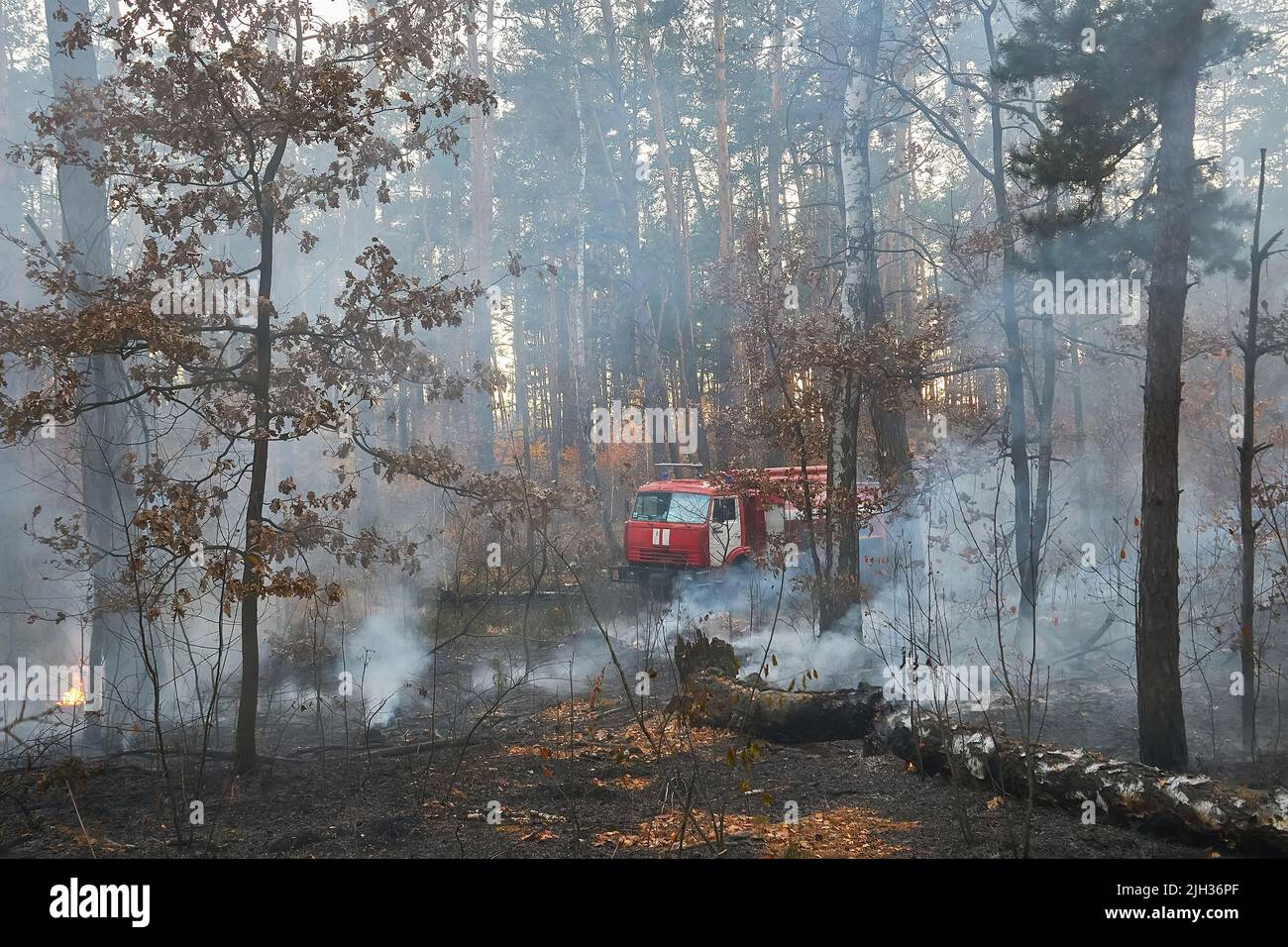 In the woods are burning. fire in the forest is very scary Stock Photo ...