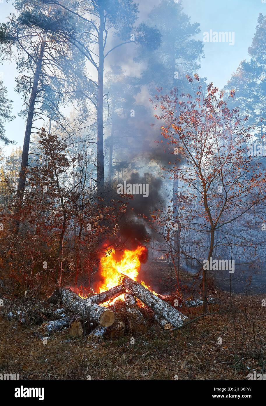 Forest fire. fallen tree is burned to the ground a lot of smoke when ...