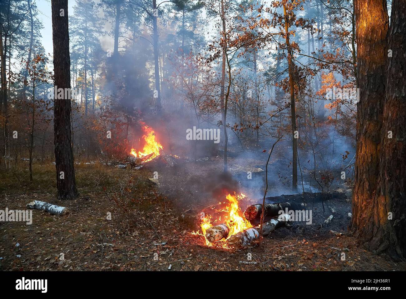 Forest fire. fallen tree is burned to the ground a lot of smoke when ...