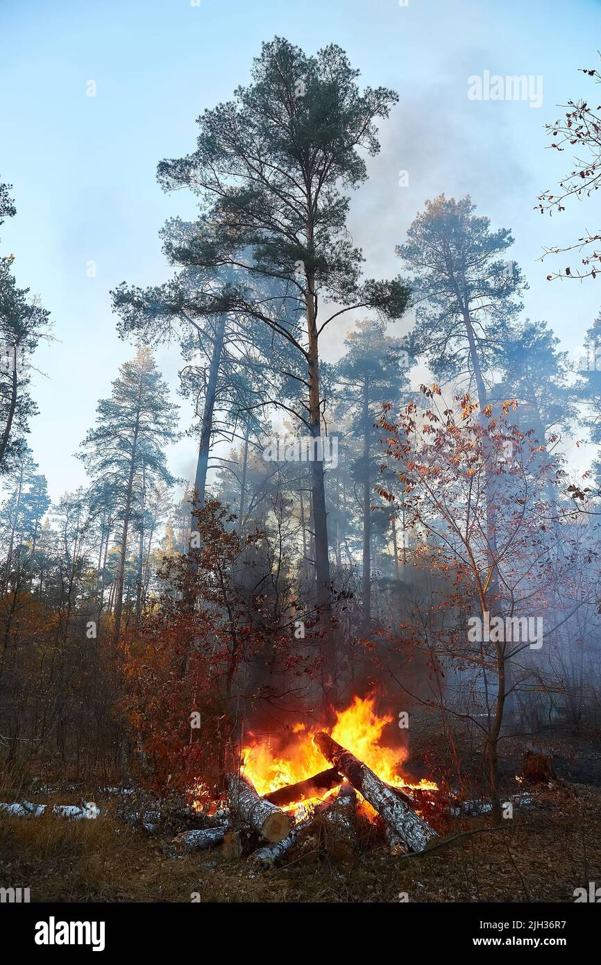 Forest fire. fallen tree is burned to the ground a lot of smoke when ...