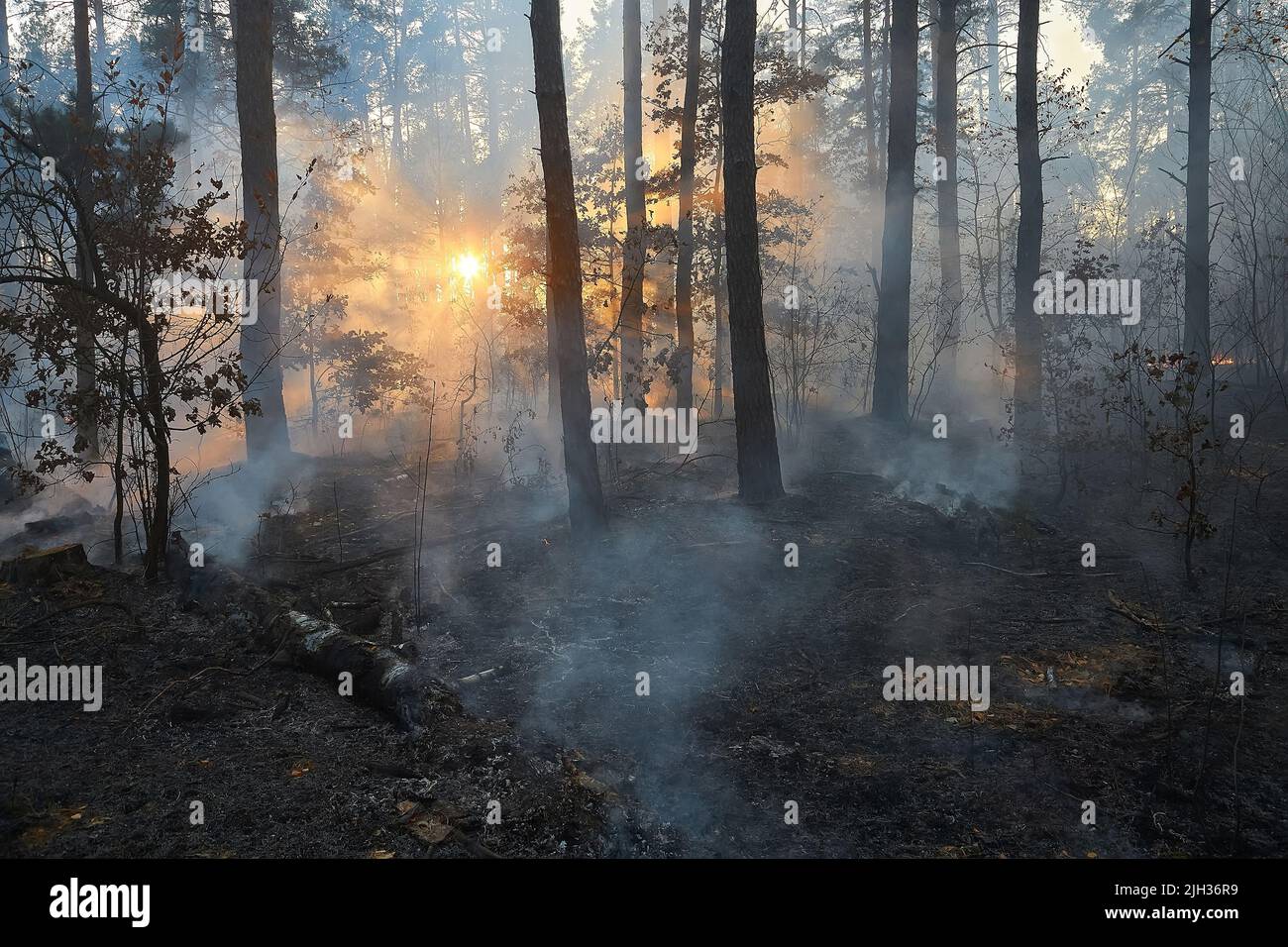Forest fire. fallen tree is burned to the ground a lot of smoke when ...