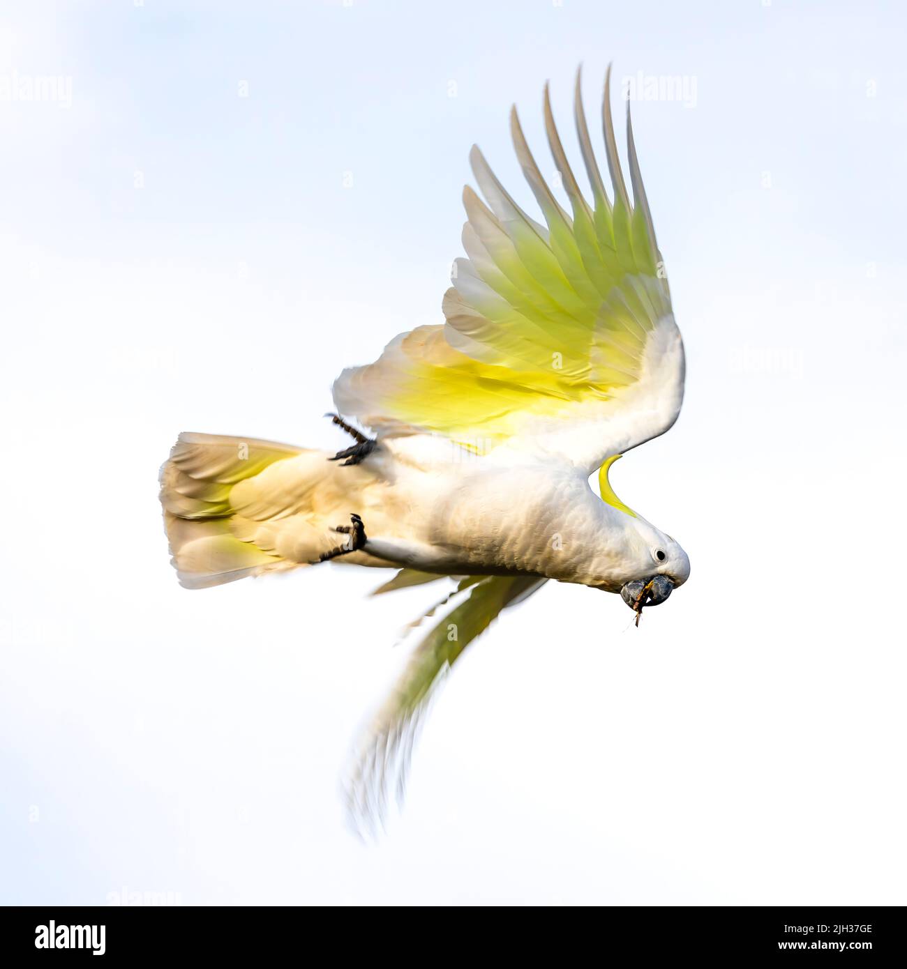 Sulphur Crested Cockatoo Flying