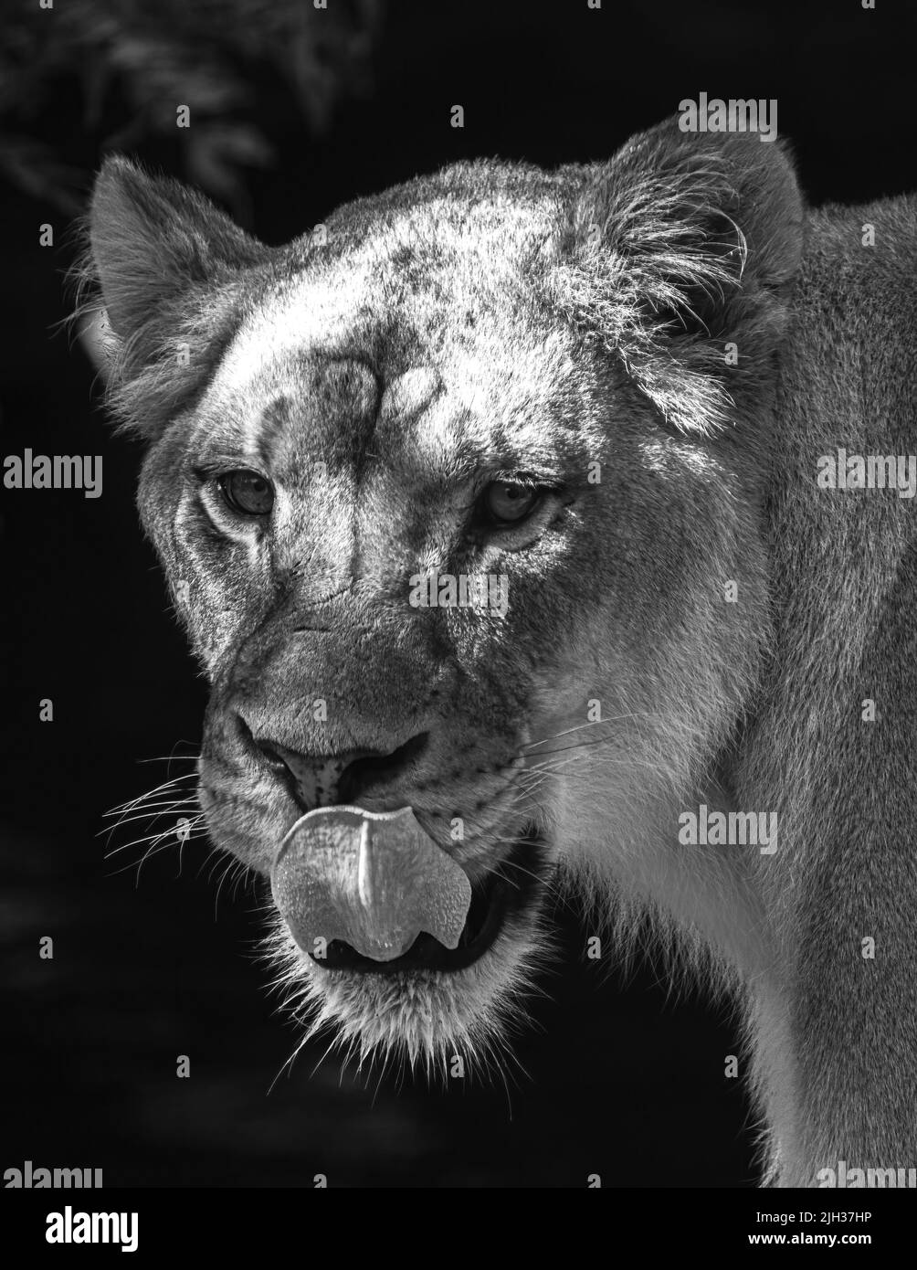 Female African Lion (Panthera leo Stock Photo - Alamy Female African Lion (Panthera leo Stock Photo - Alamy