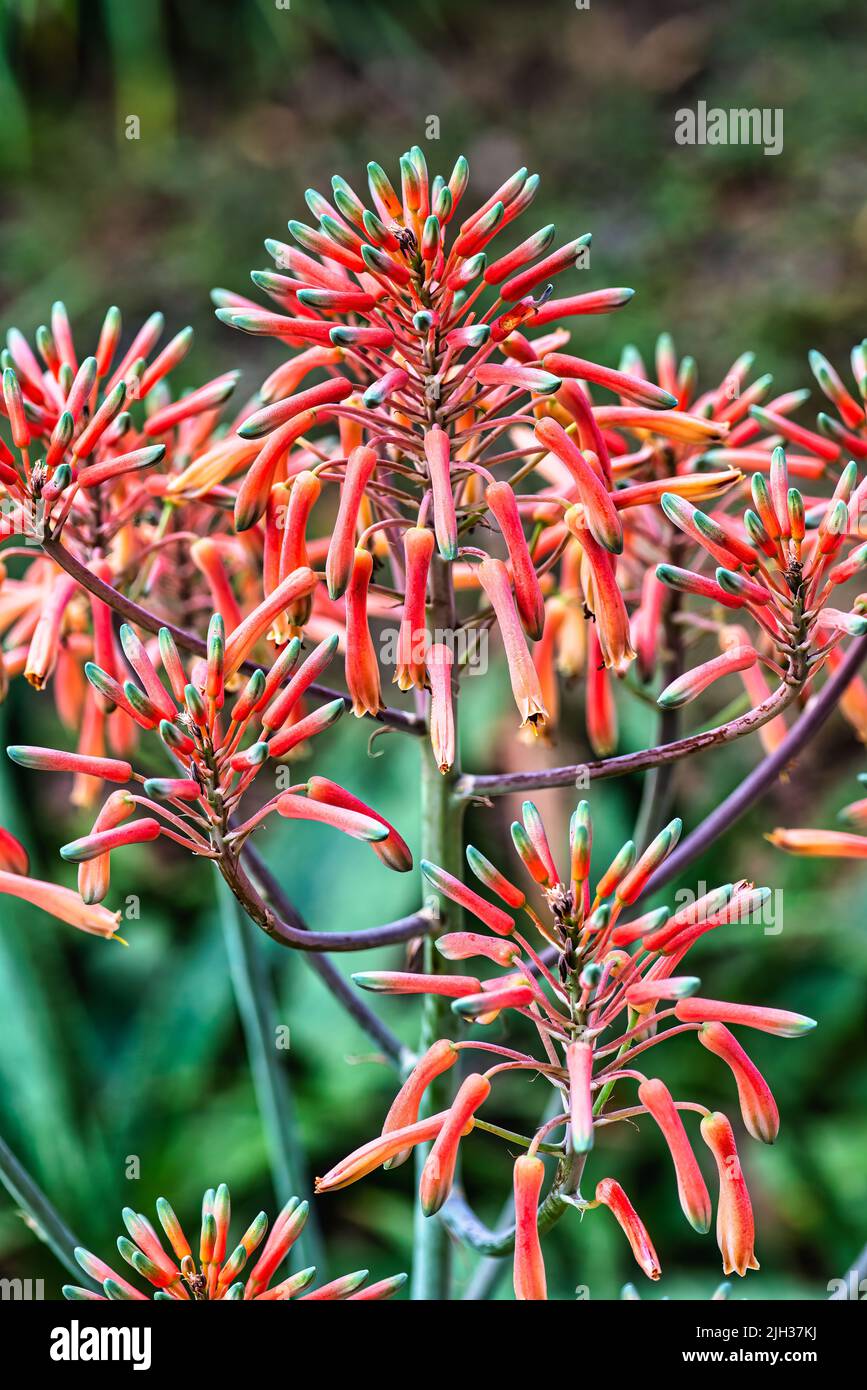 Tubular shaped leaf hi-res stock photography and images - Alamy