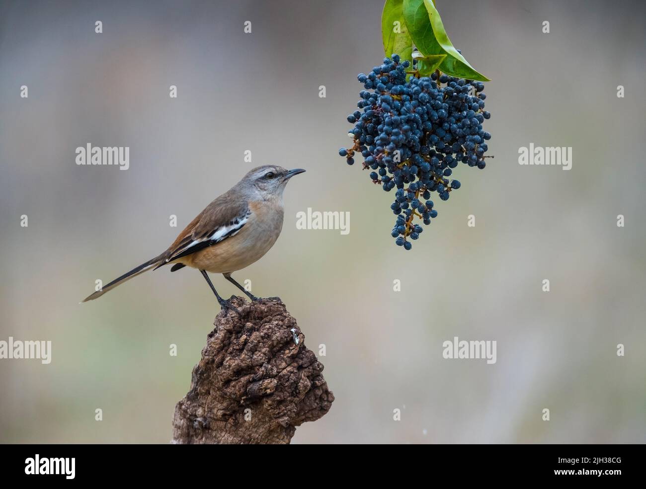 White banded Mockingbird, Mimus triurus, in Pampas grass environment ...