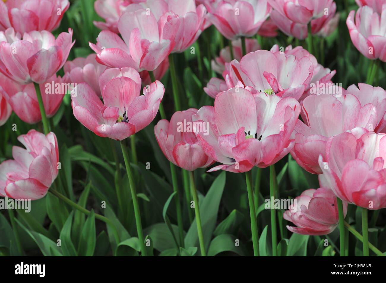 Pink and white Double Late tulips (Tulipa) Pioen Rose bloom in a garden ...