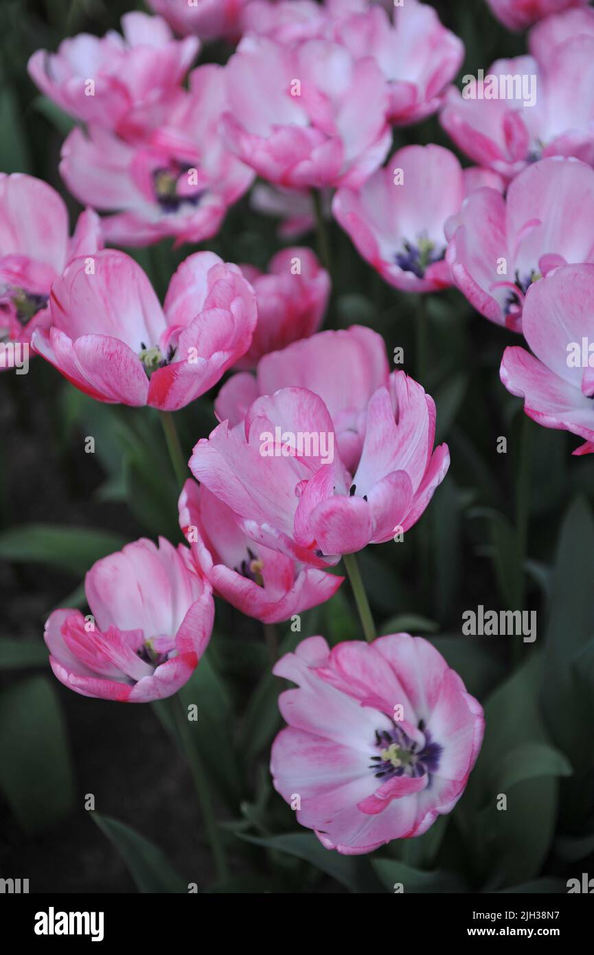 Pink and white Double Late tulips (Tulipa) Pioen Rose bloom in a garden ...