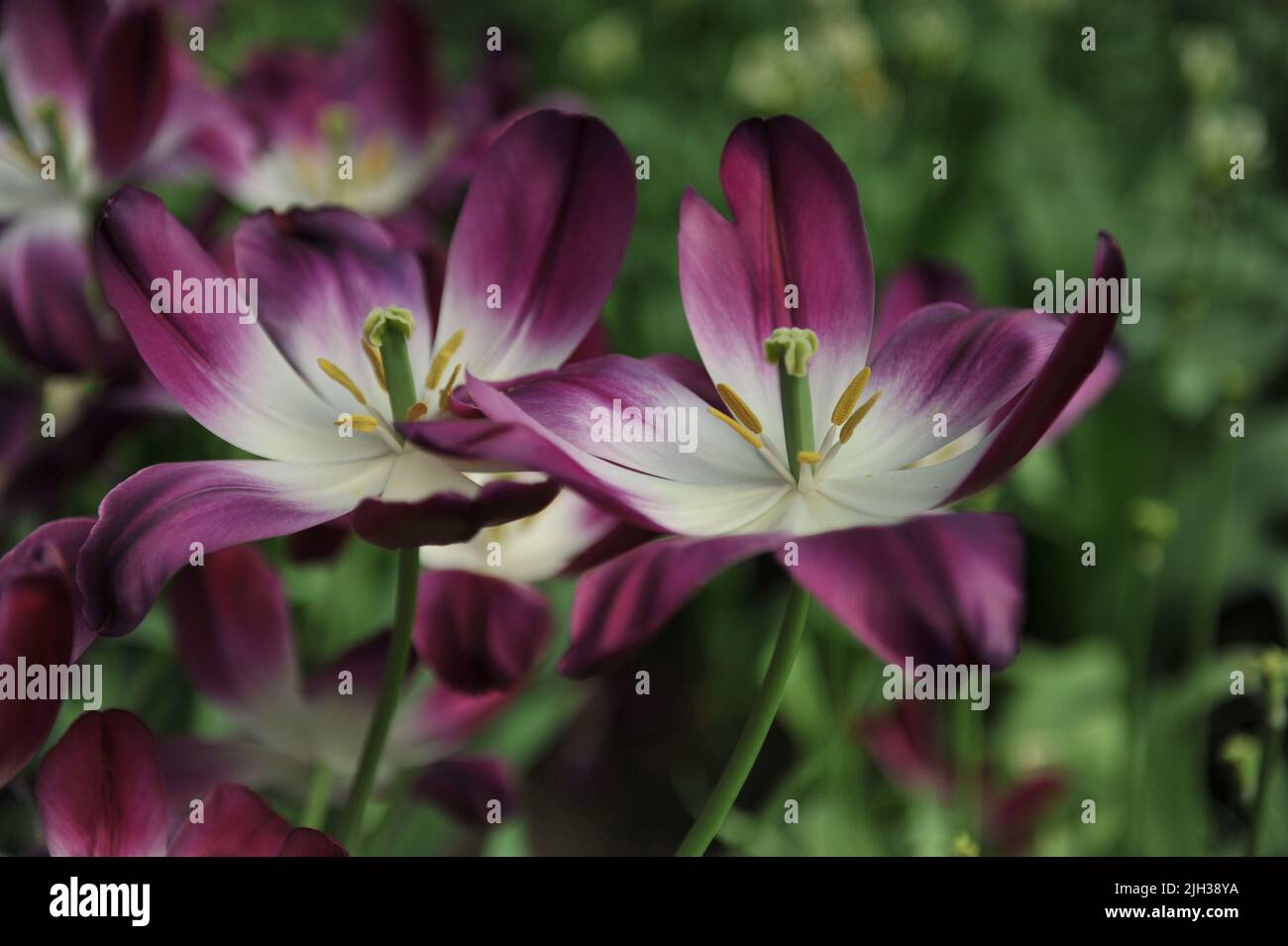 Purple and white Triumph tulips (Tulipa) Pittsburg bloom in a garden in ...
