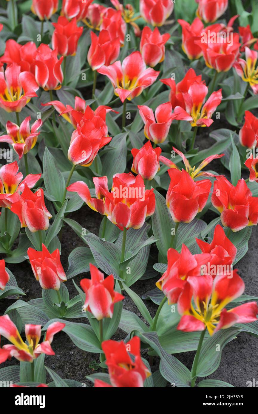 Red with white edges Greigii tulips (Tulipa) Plaisir bloom in a garden ...