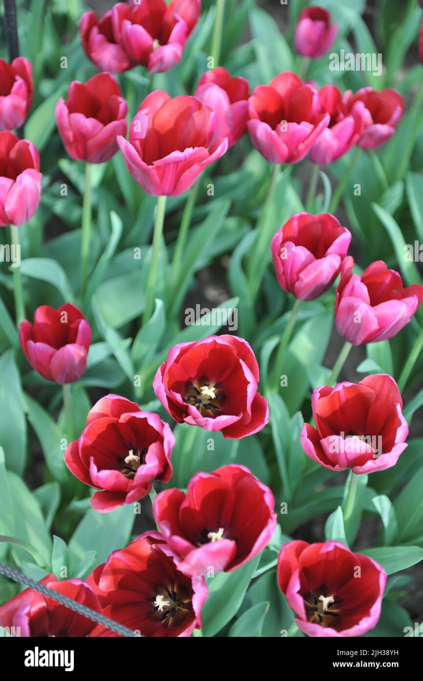 Dark red tulips (Tulipa) Poetin bloom in a garden in April Stock Photo ...