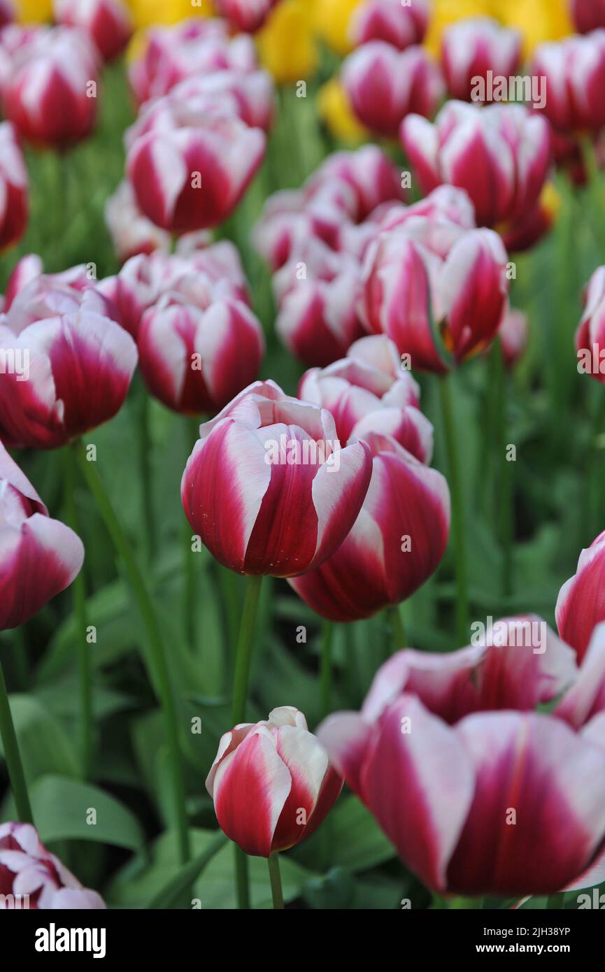 Pole position hi-res stock photography and images - Alamy