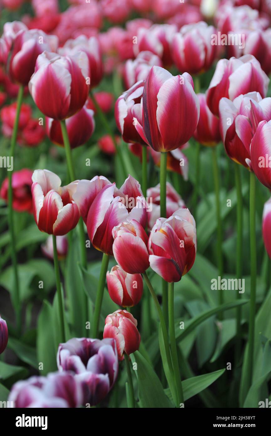 Red and white pole hi-res stock photography and images - Alamy