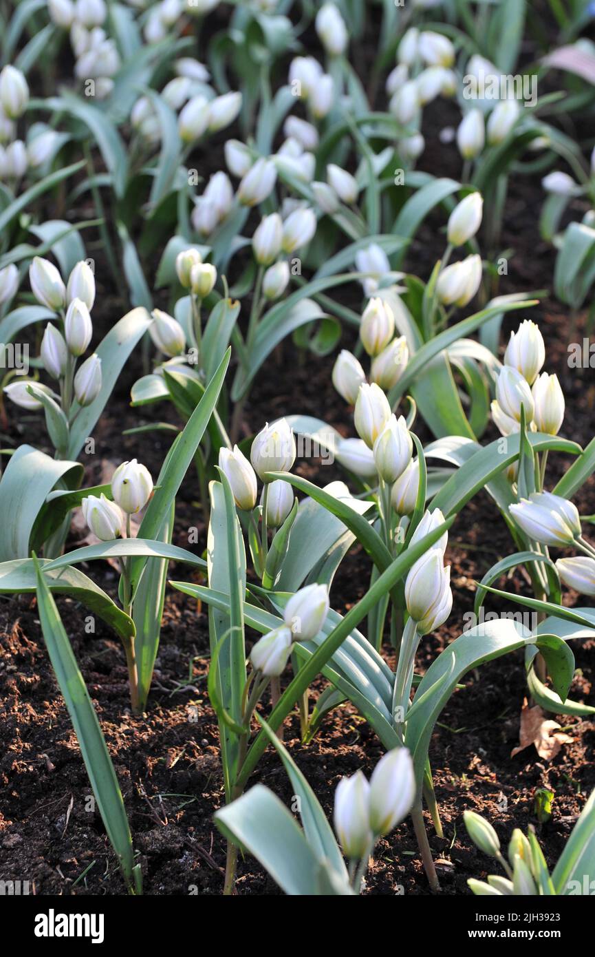 Tulip polychroma hi-res stock photography and images - Alamy