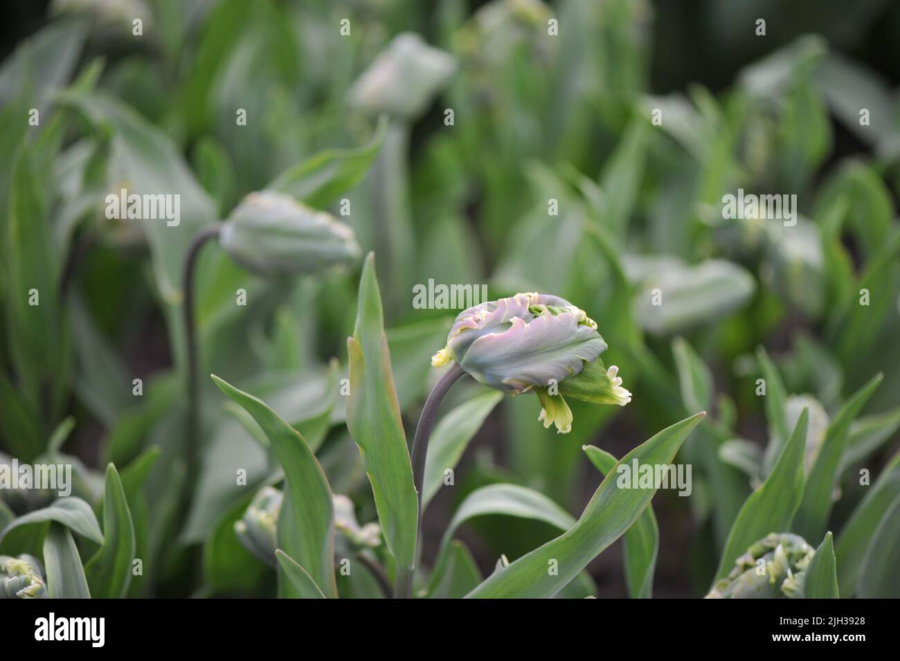 Tulip flower power hi-res stock photography and images - Alamy