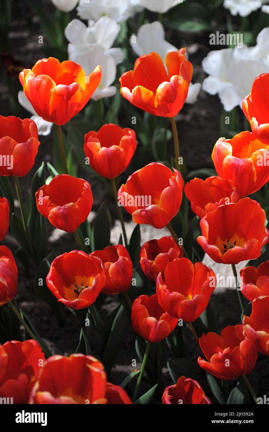 Tulip power play hi-res stock photography and images - Alamy
