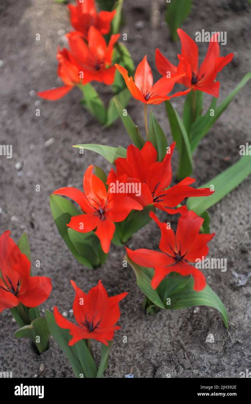 Red Miscellaneous tulips (Tulipa praestans) bloom in a garden in March ...