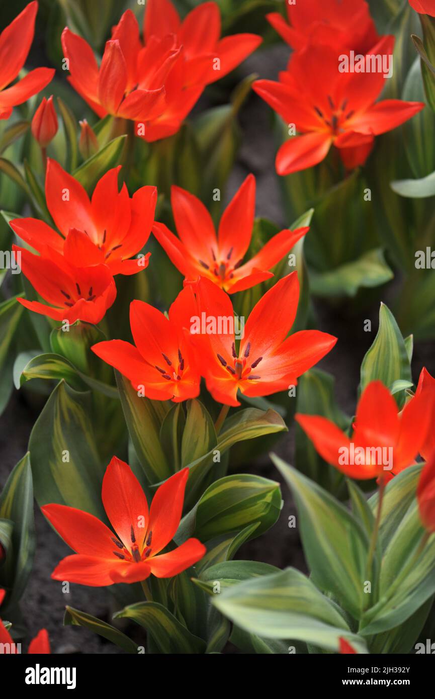 Red Miscellaneous tulips (Tulipa praestans) Fusilier with variegated ...