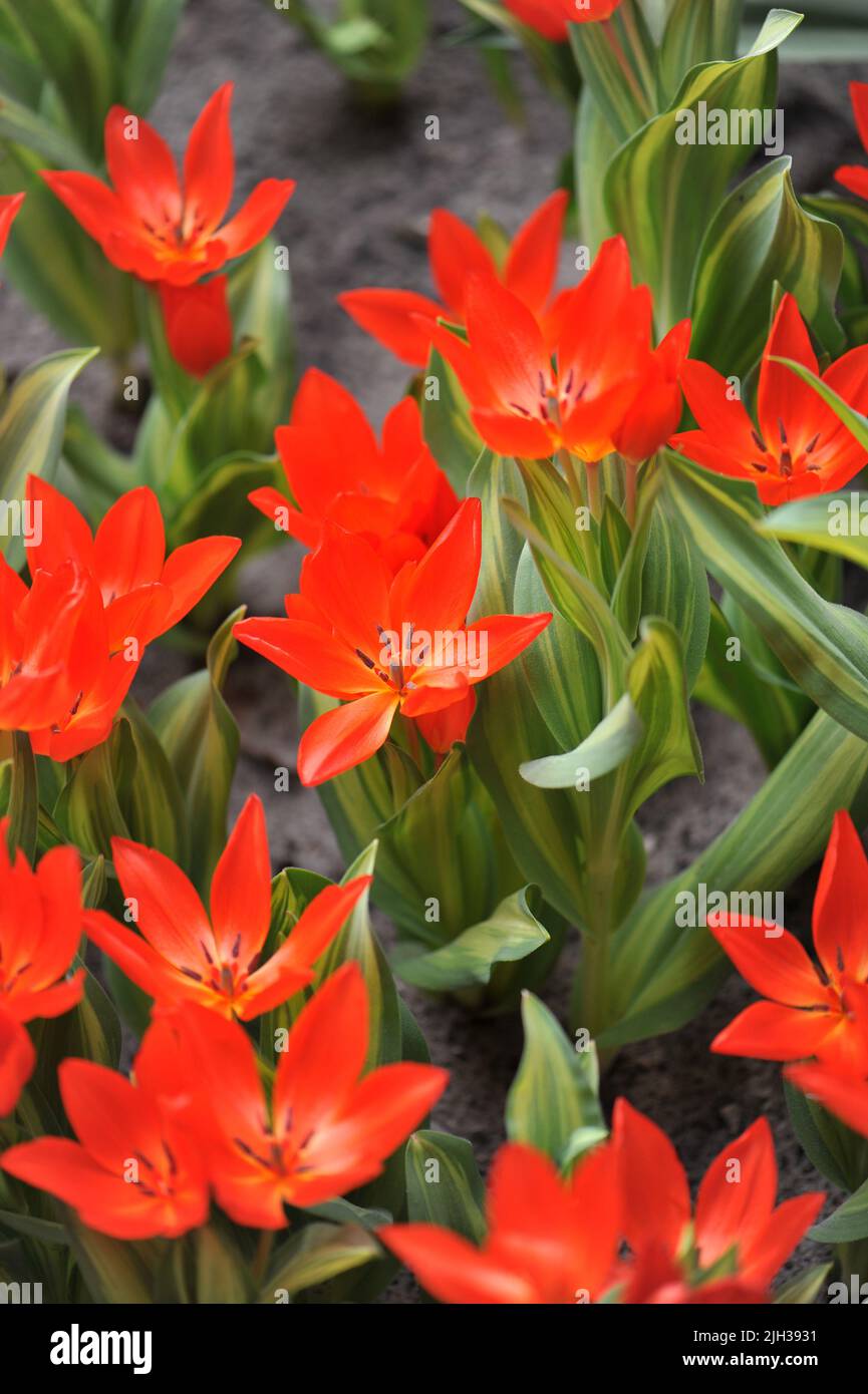 Red Miscellaneous tulips (Tulipa praestans) Fusilier with variegated ...