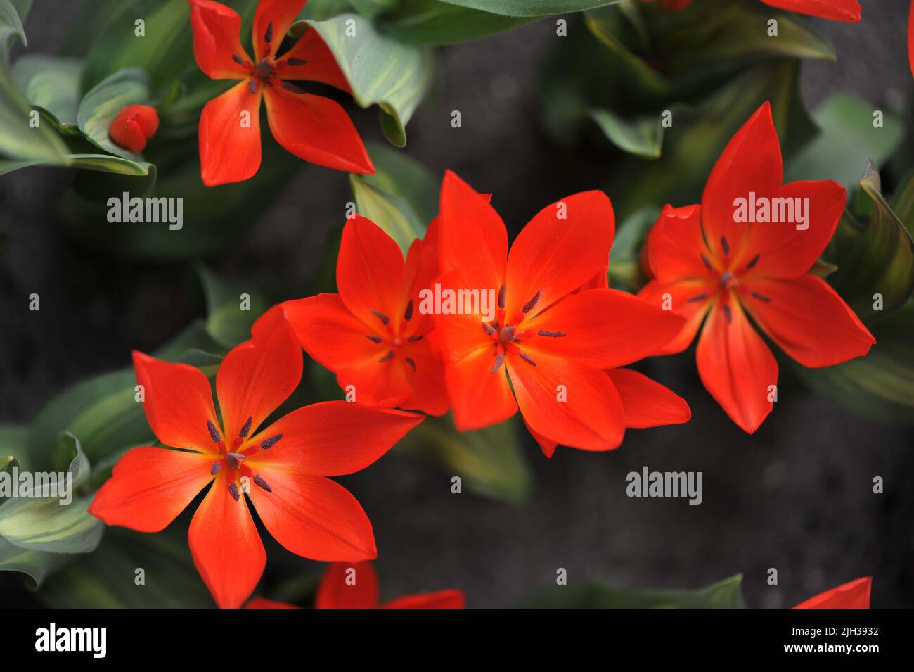 Red Miscellaneous tulips (Tulipa praestans) Fusilier with variegated ...