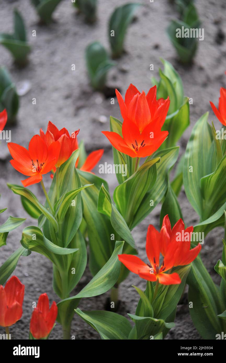 Red Miscellaneous tulips (Tulipa praestans) Fusilier with variegated ...