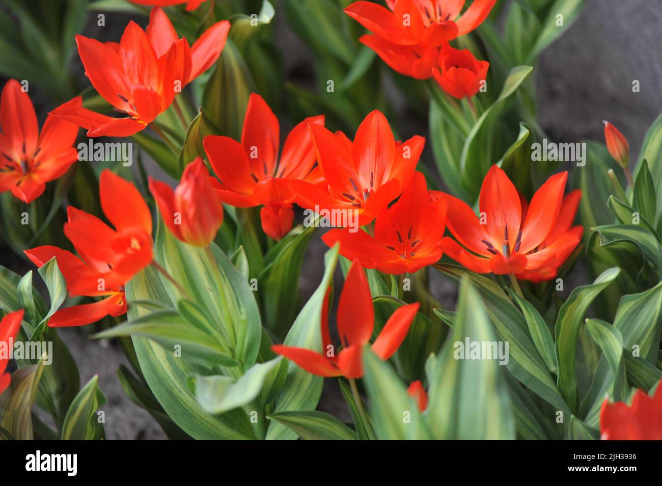 Tulipa praestans fusilier bulb hi-res stock photography and images - Alamy