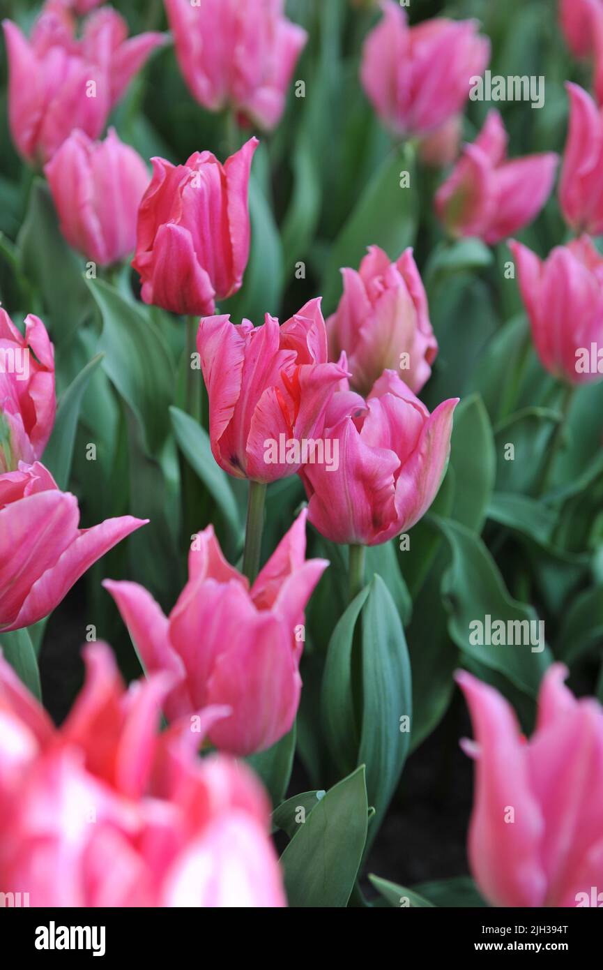 Pink lily-flowered tulips (Tulipa) Pretty Lady bloom in a garden in ...