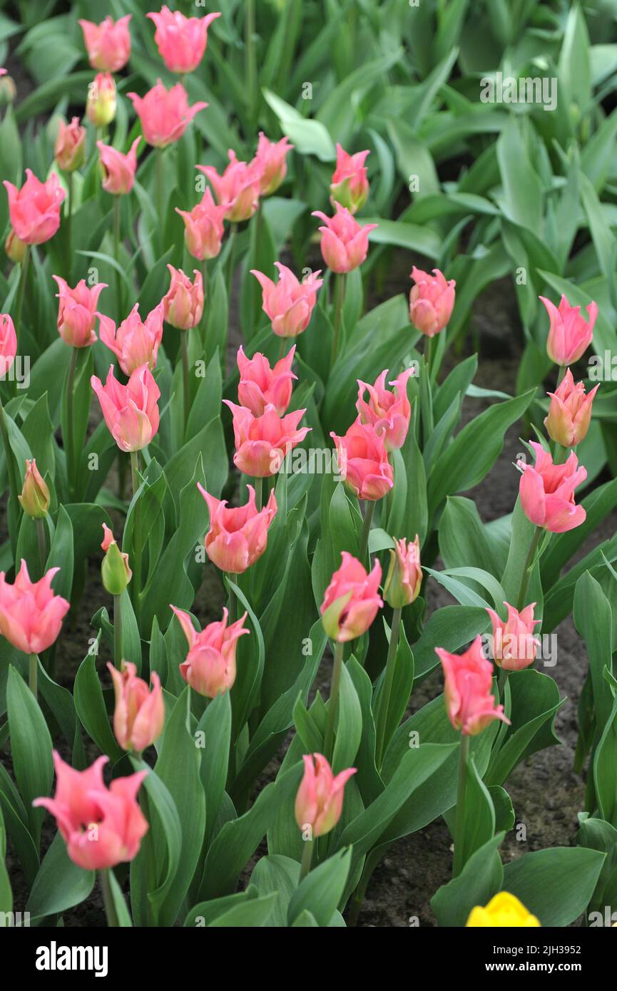 Pink lily-flowered tulips (Tulipa) Pretty Love bloom in a garden in ...