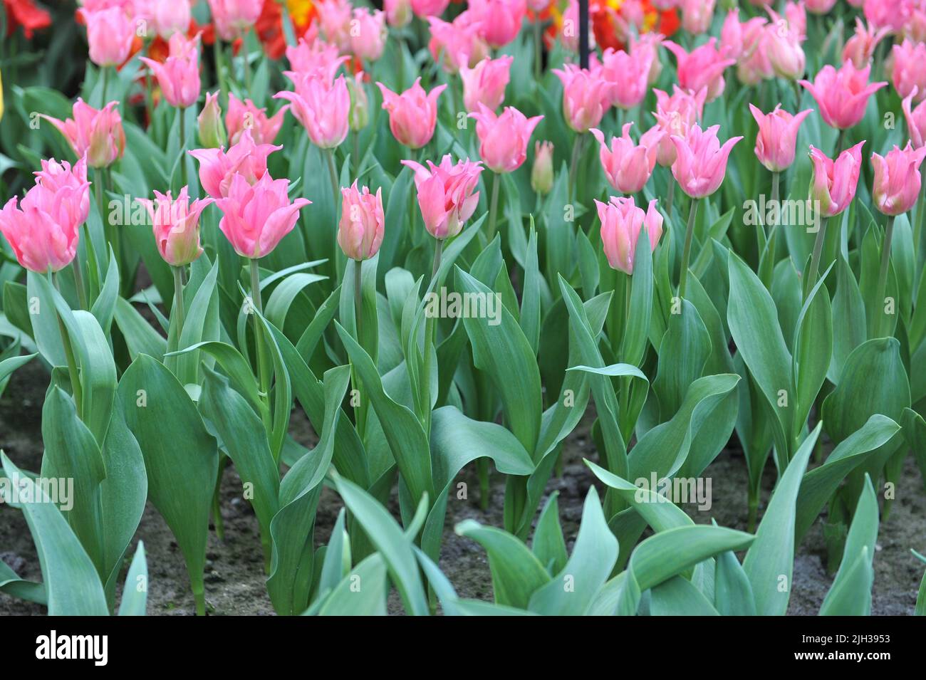 Pink lily-flowered tulips (Tulipa) Pretty Love bloom in a garden in ...