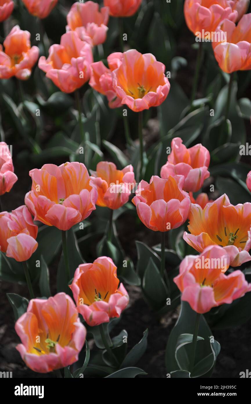 Pink with orange flame pattern Triumph tulips (Tulipa) Pretty Princess ...