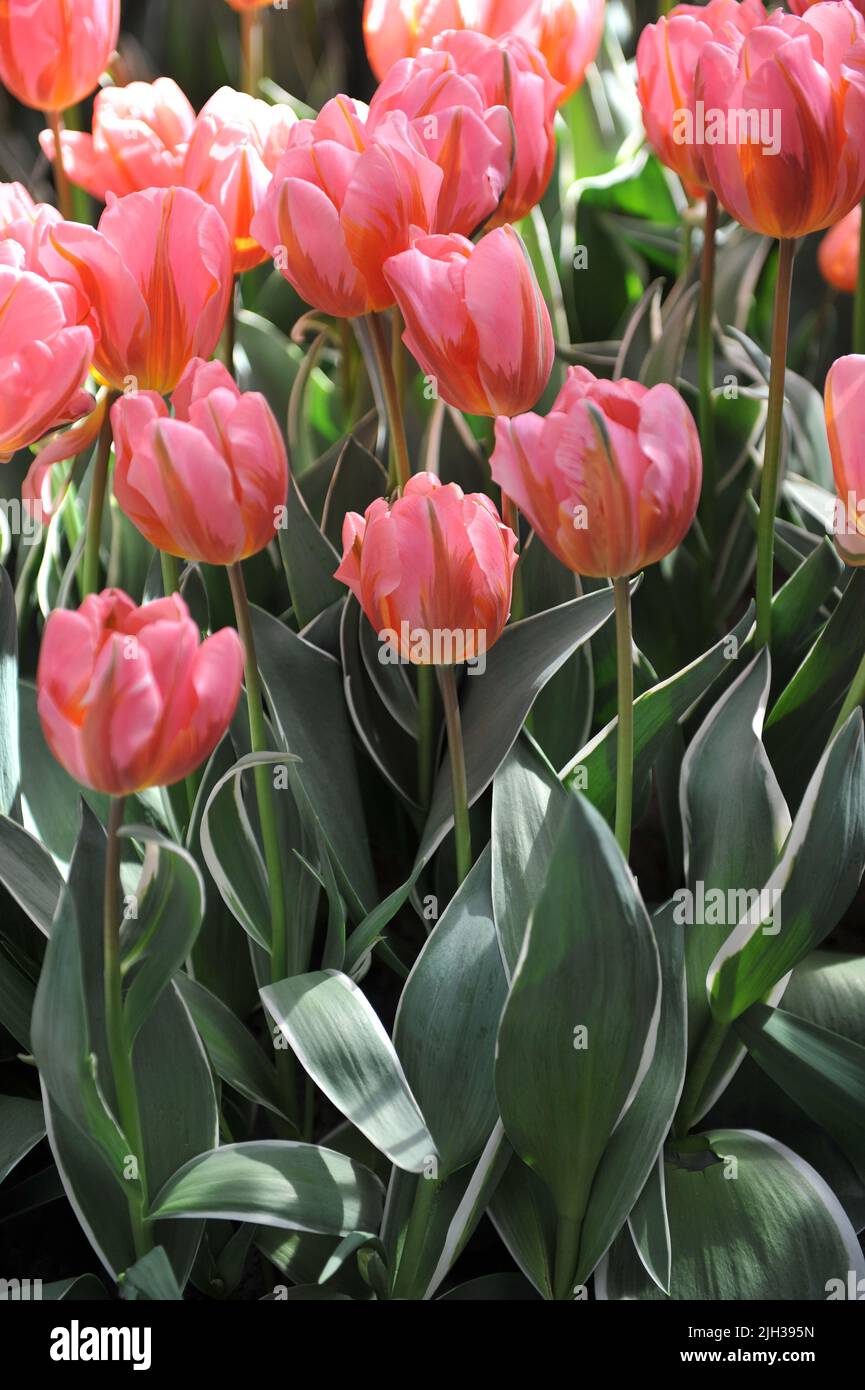 Pink with orange flame pattern Triumph tulips (Tulipa) Pretty Princess ...